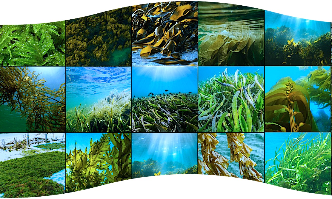 Seaweed Macroalgae: A Green Ally in the Battle Against Climate Change ...