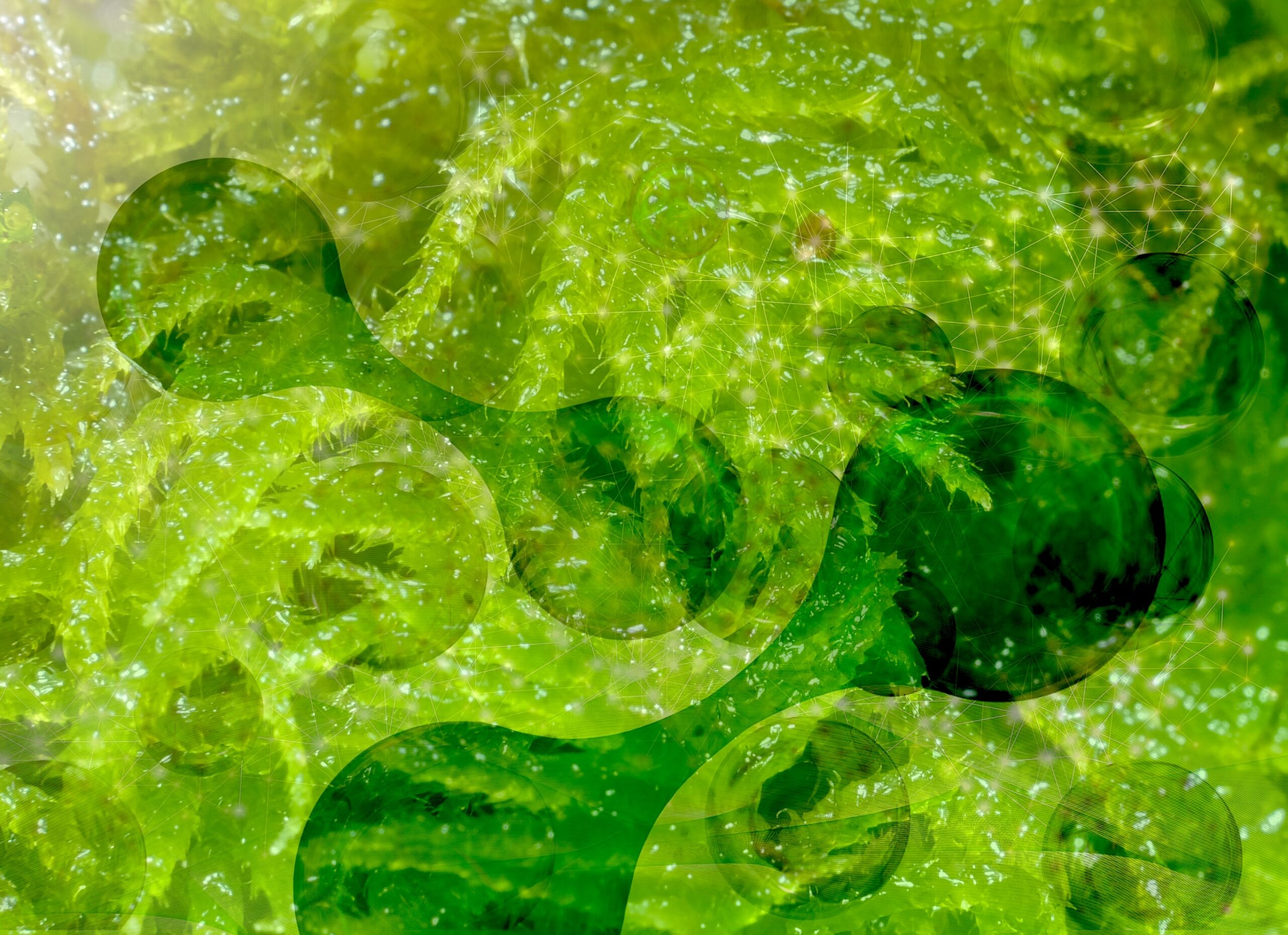 Seaweed Macroalgae Biopolymers: A Sustainable Alternative to ...